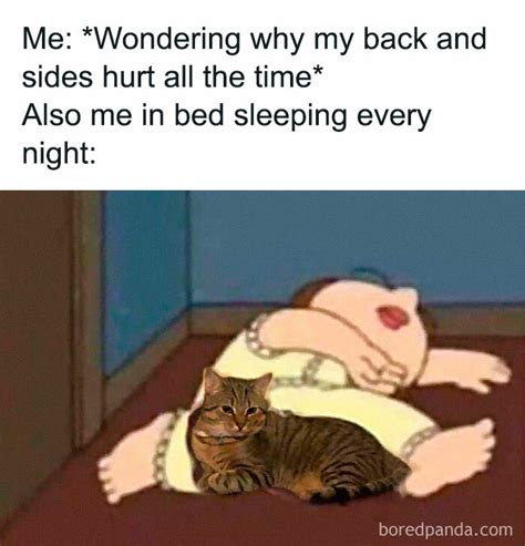 50 Funny And Relatable Cat Memes That Might Make You Want To Rescue A(nother) Cat | Bored Panda
