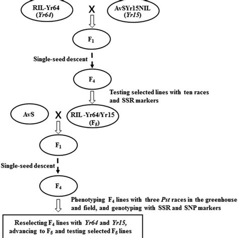 The Scheme Of Pyramiding And Validating Stripe Rust Resistance Genes