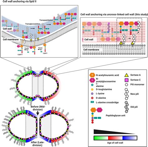 Spatialtemporal Models Of Enterococcus Faecalis Pili Cell Wall