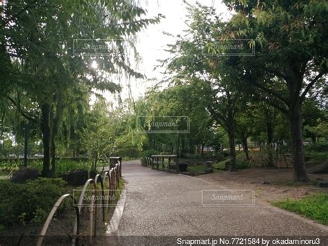 公園の木の写真・画像素材 7721584 Snapmart（スナップマート）