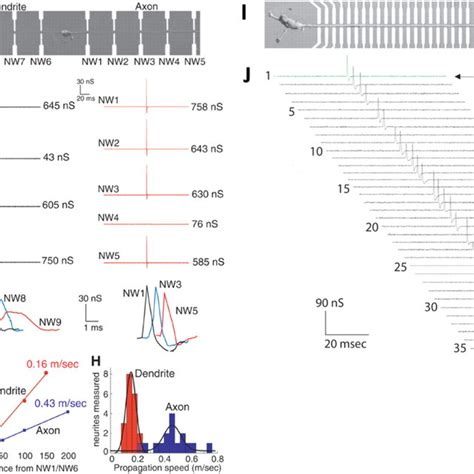 A Optical Image Of A Neuron Interfaced To Three Out Of The Four Download Scientific Diagram