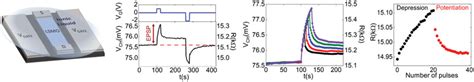 Electrolyte Gated Synaptic Transistor Based On An Ultra‐thin Film Of