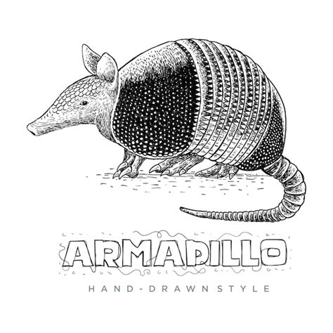 Vetor de um tatu ilustrações desenhadas à mão de animais parecendo realistas Vetor Premium