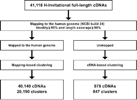 Procedure For Mapping And Clustering The H Inv Cdnas The Cdnas Were Download Scientific Diagram