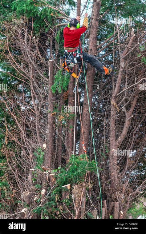 Tree Trimmer Climbing Tree Hi Res Stock Photography And Images Alamy