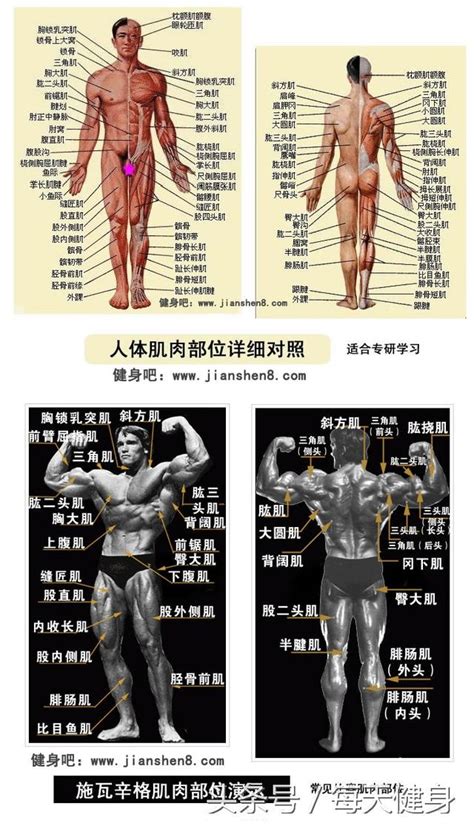 人體肌肉參照圖讓你更好的通過健身增長肌肉 每日頭條