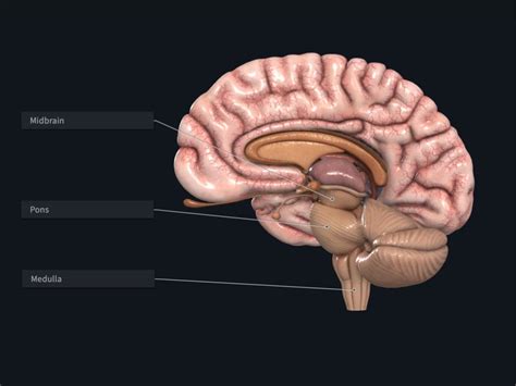 How Nerve Messages Travel From The Brain Anatomy Snippets Complete
