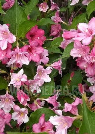 Вейгела ранняя Букет Роз: купить в Москве саженцы Weigela Bouquet Rose ...
