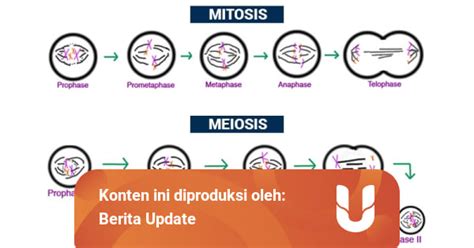 Pembelahan Mitosis Dan Meiosis Pada Makhluk Hidup Bagaimana Tahapannya