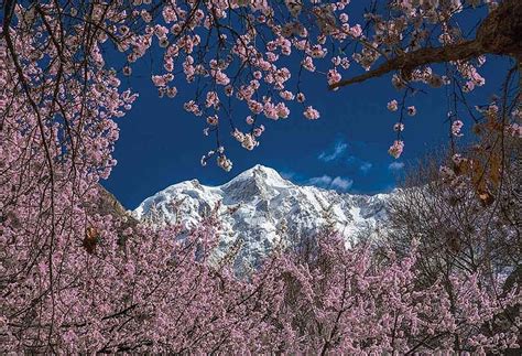 Skardu Blossom Tour The Skardu Blossom Tour Invites… By Hunzaadventuretours Oct 2024 Medium