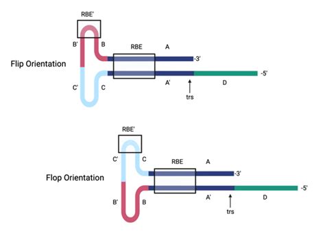 Viral Vectors 101 Inverted Terminal Repeats