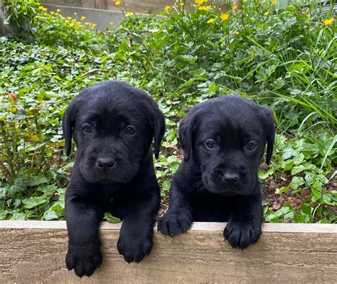 chiot Portée Carolina George 2024 Mâle noir du Fond de la Noye