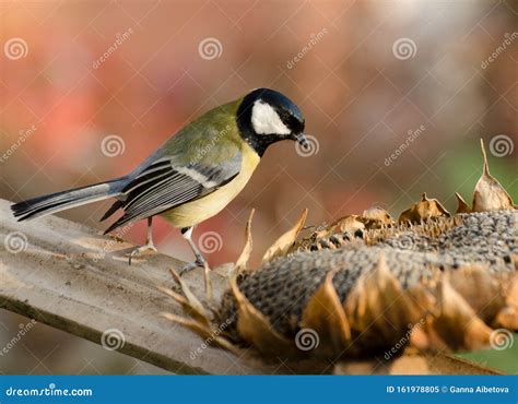 Great Tit Birds Eating Sunflower Seeds From Dry Flower In A Autumn