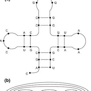 Two Representations Of RNA Secondary Structure Adopted From Download Scientific Diagram