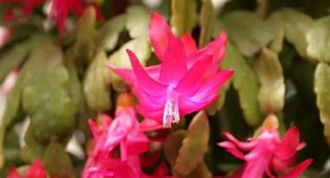 冬天臥室適合養3種花有助睡眠清新空氣而且好養又好看 imomo植物識別
