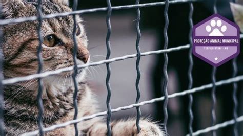 Abaixo Assinado · Criação Da Delegacia De Defesa Animal Em Teófilo