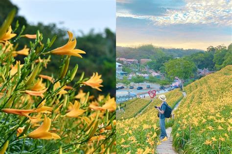 彰化虎山巖「平地金針花海」鮮豔綻放！免費景點美至 6 月 滿山金黃忘憂草迎風搖曳 上報 生活
