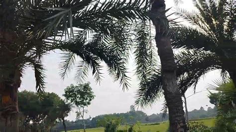 সবুজ ঘেরা মাঠের মধ্যে দিয়ে রাস্তা আর রাস্তার পাশে খেজুর গাছ অপরুপ