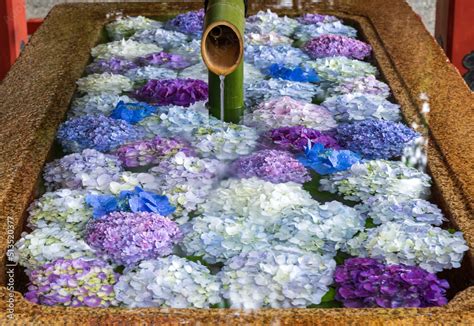 鎌倉鶴岡八幡宮からアジサイの花手水 Stock Foto Adobe Stock