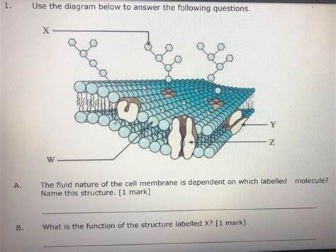 Solved Use The Diagram Below To Answer The Following Chegg