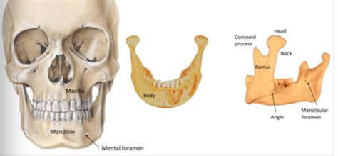 Mouth To Oesophagus Flashcards Quizlet
