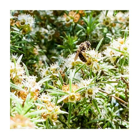 Nz Native Bees Kai Ora New Zealand