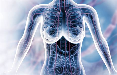 내부 장기와 인간의 여성의 신체의 해부학 3d 일러스트레이션 갑상샘에 대한 스톡 사진 및 기타 이미지 갑상샘 3차원 형태 개체 그룹 Istock