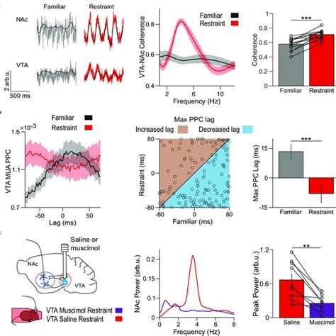 Vta Gaba Activity Leads To Low Frequency Nac Oscillations During