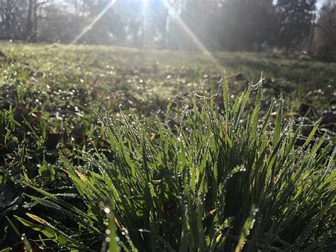 Grass Morning Dew Free Photo On Pixabay Pixabay