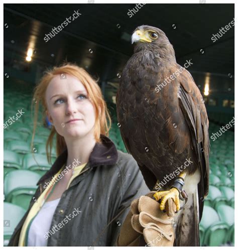 Bird Handler Imogen Davis Rufus Hawk Editorial Stock Photo Stock