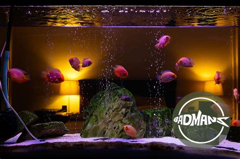 African Cichlid Tank Setup Tips