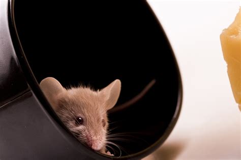 Common Pests In Virginia Beach Virginia Atkinson Common Newbury Port