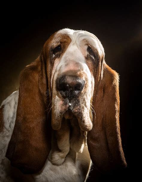 Artesian Norman Basset Or Basset Artesian Normand Stock Illustration