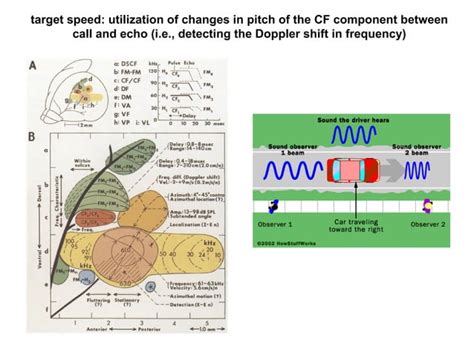 Cogs B Winter Lecture Auditory System Ii Ppt