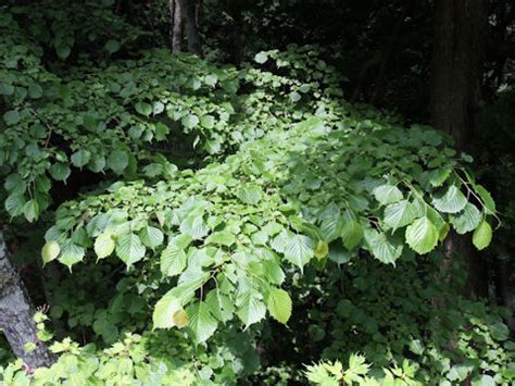 Euptelea Polyandra