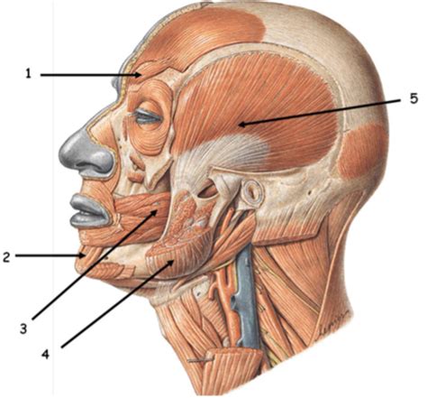 Mišići Glave 1 Diagram Quizlet