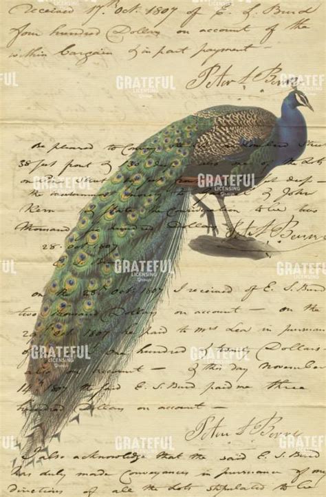 Peacock Grateful Art Licensing