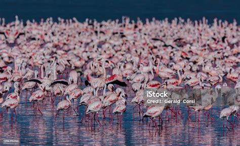 Lesser Flamingo 와 남부 아시아에 거주하는 플라밍고 계열의 조류 종입니다 나쿠루 호수 국립 공원 케냐 나쿠루 호