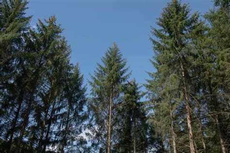 Different Types Of Spruce Trees With Pictures House Grail