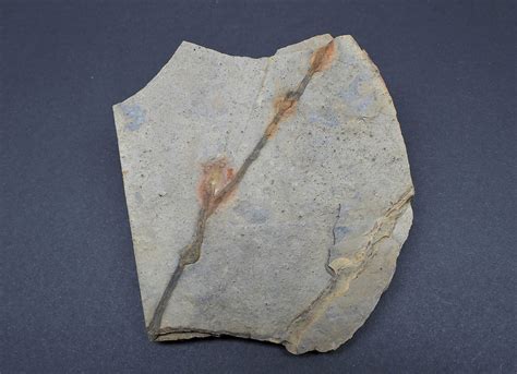 Fossilized Plant Root