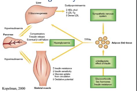 Obesity Excess Adiposity In Adults Metabolic Consequences Flashcards