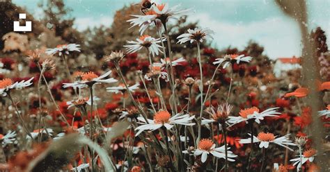 화이트 데이지 꽃밭 사진 Unsplash의 무료 꽃 이미지