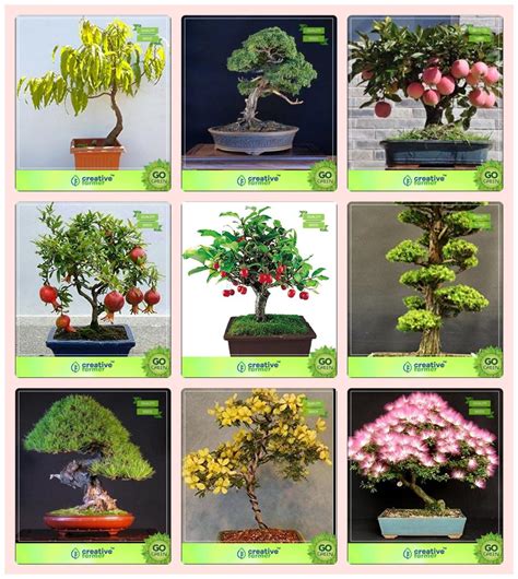 Buy Bonsai Suitable Seeds Plants Seeds For Hanging Baskets Combo Asoca Tree Online At Low