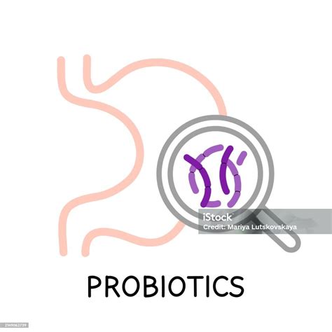위장과 프로바이오틱스 다양한 색상의 마이크로바이옴과 마이크로바이옴 비피도박테리움는 광고 성분을 보충합니다 위장 건강 벡터 만화