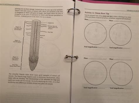 Solved Growing Root Tip From Damage Locased Above The Roce Chegg Com