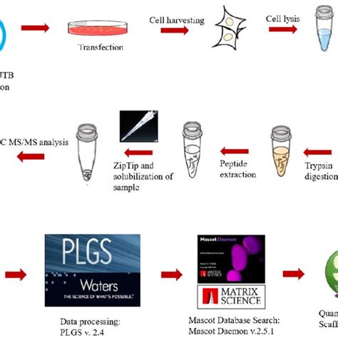 Workflow For Cellular Proteomics For In Solution Digestion Download