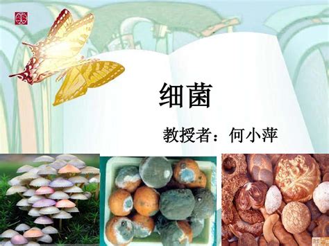 细菌、真菌、病毒 Word文档在线阅读与下载 无忧文档