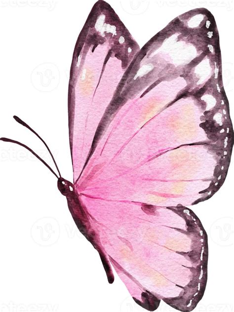 Mariposa Acuarela Ilustración