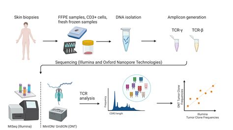 Nanopore Sequencing For T Cell Receptor Rearrangement Analysis In Cutaneous T Cell Lymphoma