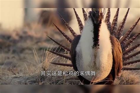 松鸡穿着比基尼耍流氓，谁的胸最大，就能讨妹子欢心！比基尼松鸡妹子